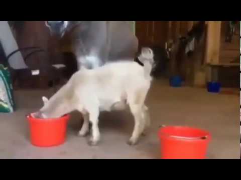 Настоящий козел )))
