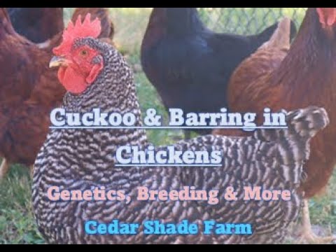 Genetics of Cuckoo & Barring in Chickens | Genetics, Breeding & More ...