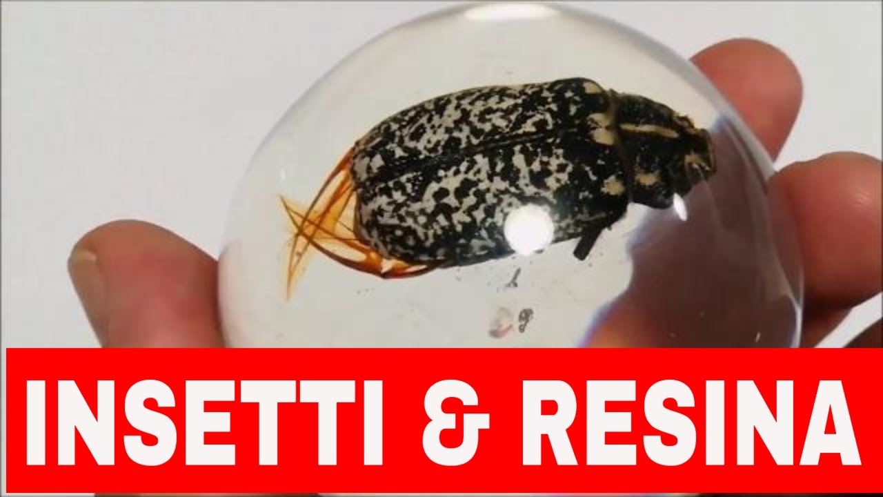Insetti e resina senza bolle, come inglobare in epossidica trasparente ...