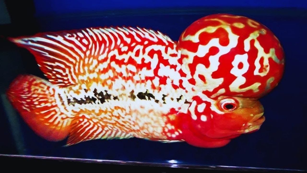 Amazing Red Kamfa Flowerhorn Fishes | Super Rare & Beautiful Flowerhorn ...