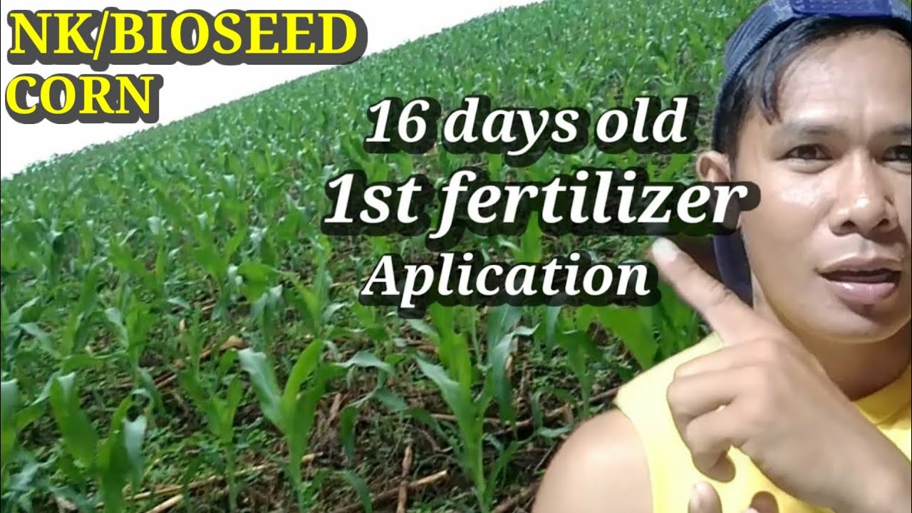 Corn first fertilizer aplication,Hybrid corn,Nk and bioseed corn！ - YouTube