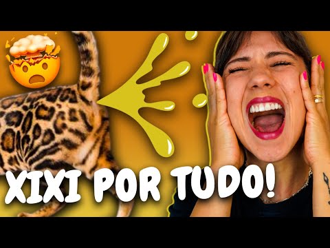 Gato Marcando Território?🙀 Por que Ele faz isso? Entenda esse Comportamento!