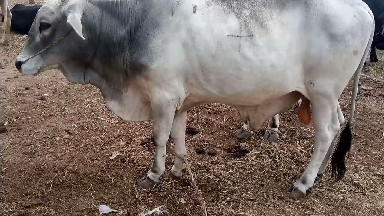 Bokolo Cow - YouTube