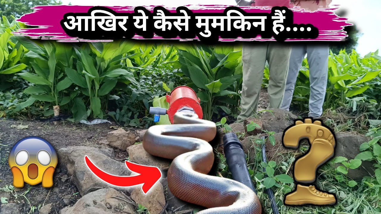 देखिए कहा छुपकर बैठा था दो मुहां सांप 😱 Common Sand Boa Snake Rescue ...