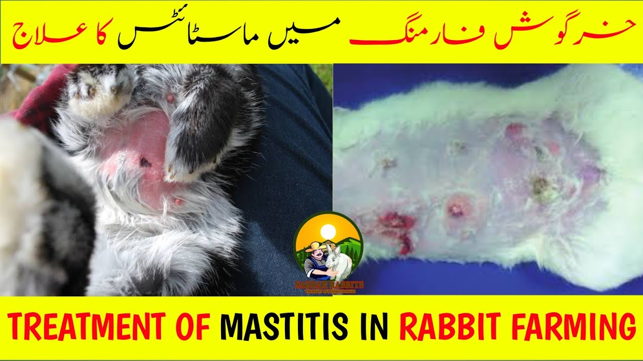 Treatment of mastitis in rabbits in urdu/Handi - YouTube