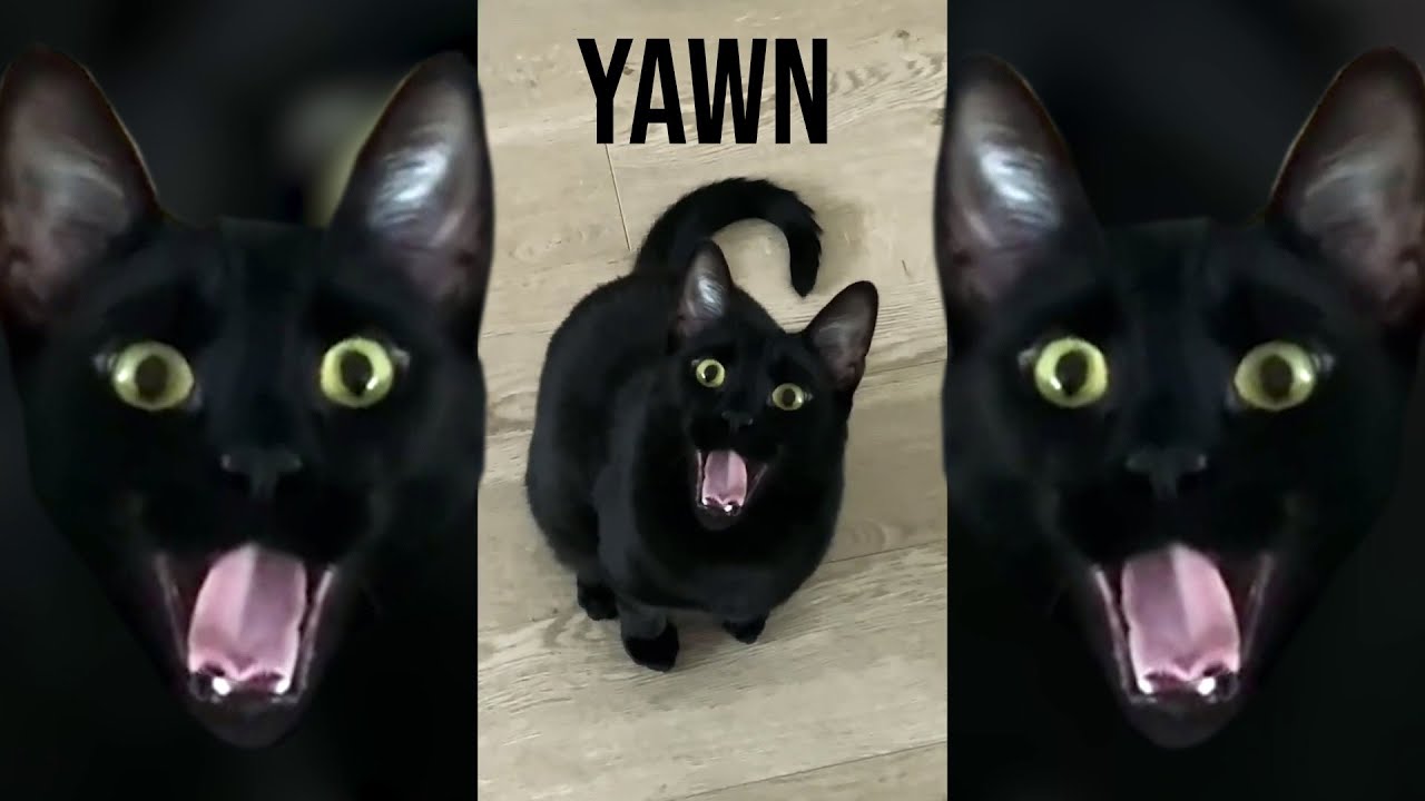 Cat Meows When It Yawns YouTube cat-meows-when-it-yawns-youtube