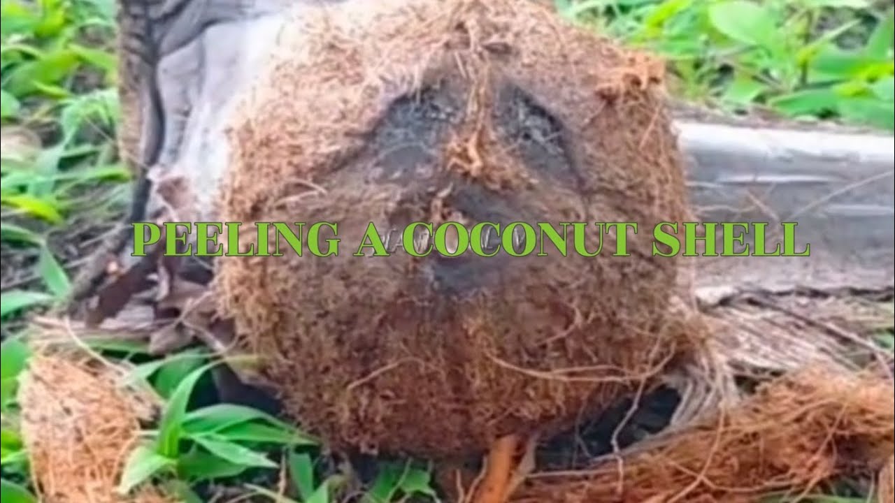PEELING A COCONUT SHELL #plants #fruit #coconut #coconutshell # ...