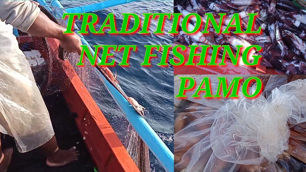 Traditional net fishing pamo || jackpot tulingan lumahan at pusit ...