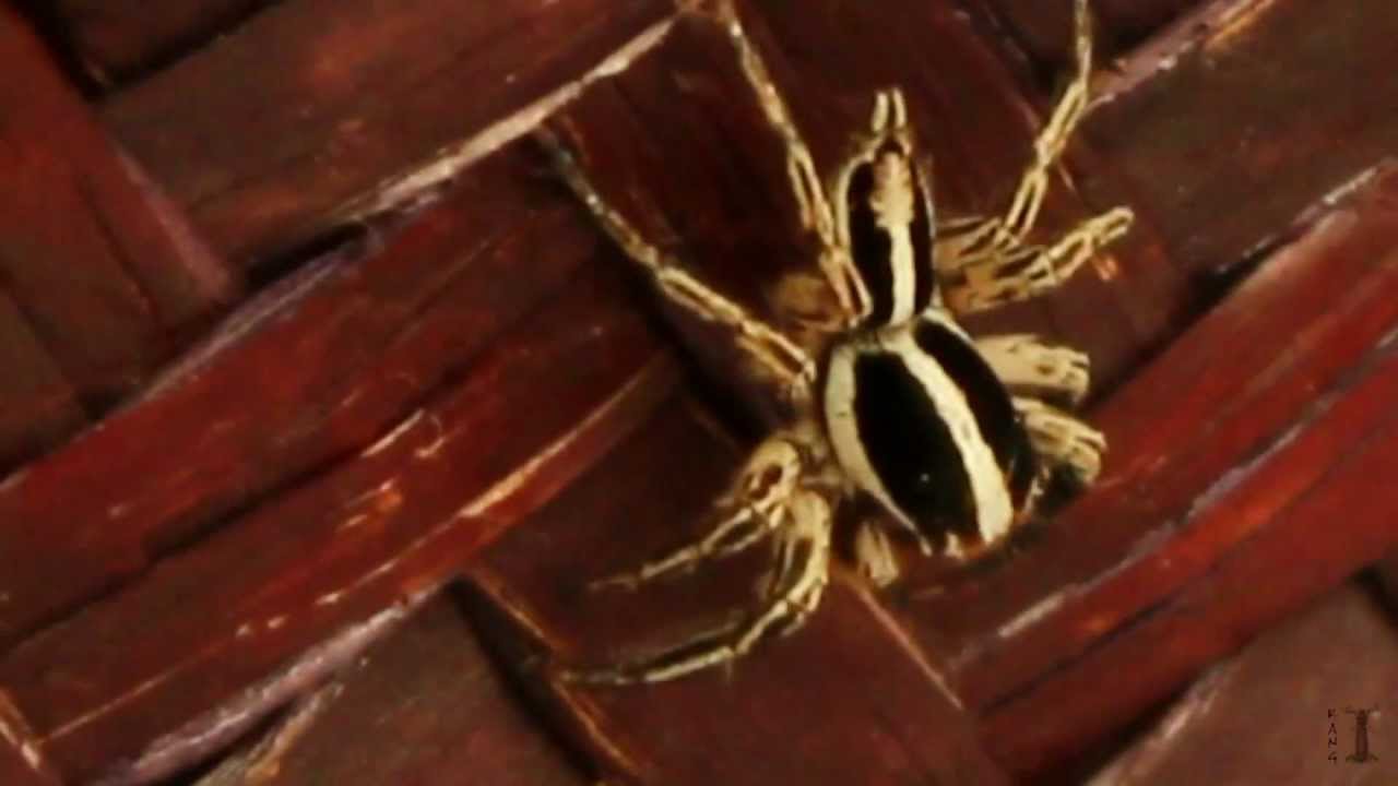 Thai Jumping Spider - YouTube