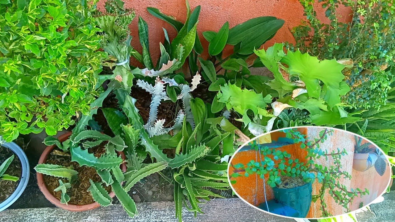 #314 Magdilig tayo ng halaman!!! l Front Yard Garden l Succulent Davao ...