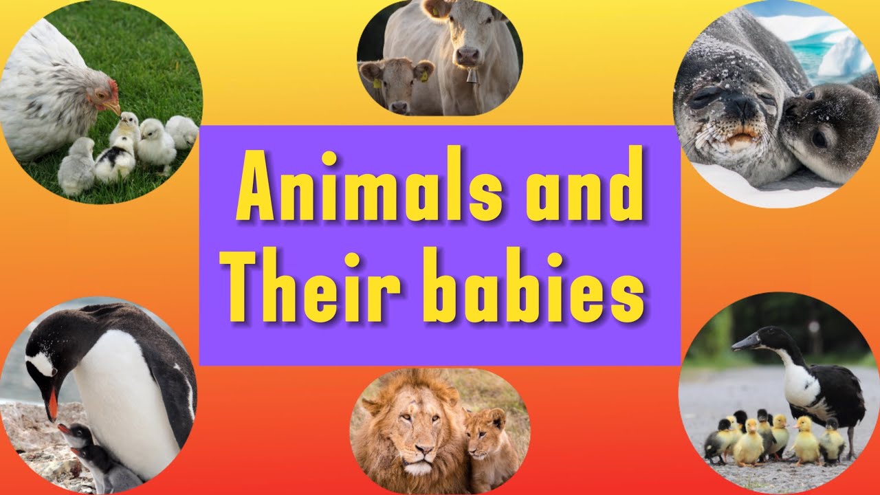 animals and their babies | animals and their young ones | animals ...