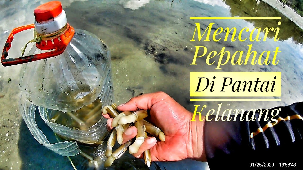 Mencari pepahat@siput buluh di pantai kelanang. - YouTube