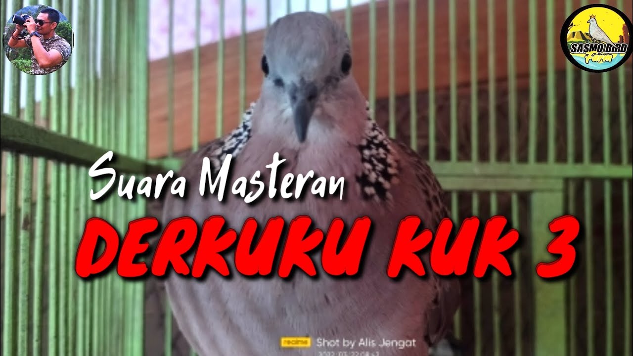 Suara burung derkuku/tekukur kuk 3 asli suara jernih dan plong - YouTube
