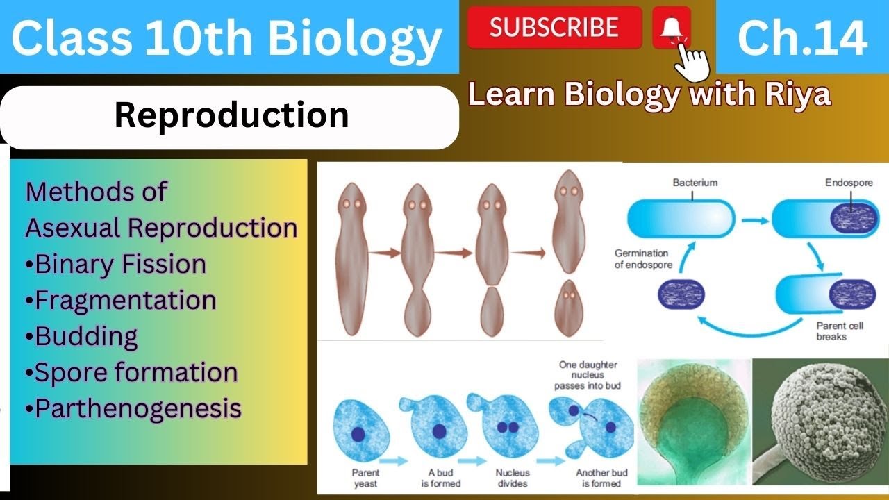 14 Reproduction And Its Types Methods Of Asexual Reproduction
