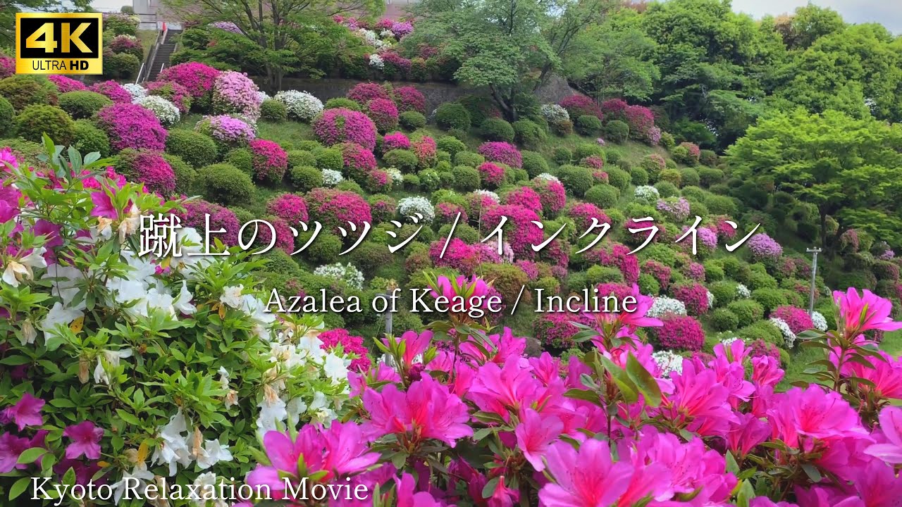 【Azalea of Keage /Incline】🇯🇵Beautiful Flower Spots in Kyoto / A Journey ...