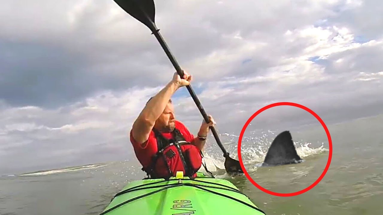 6 Rencontres avec un Grand Requin Blanc Qui Vous Terroriseront - YouTube