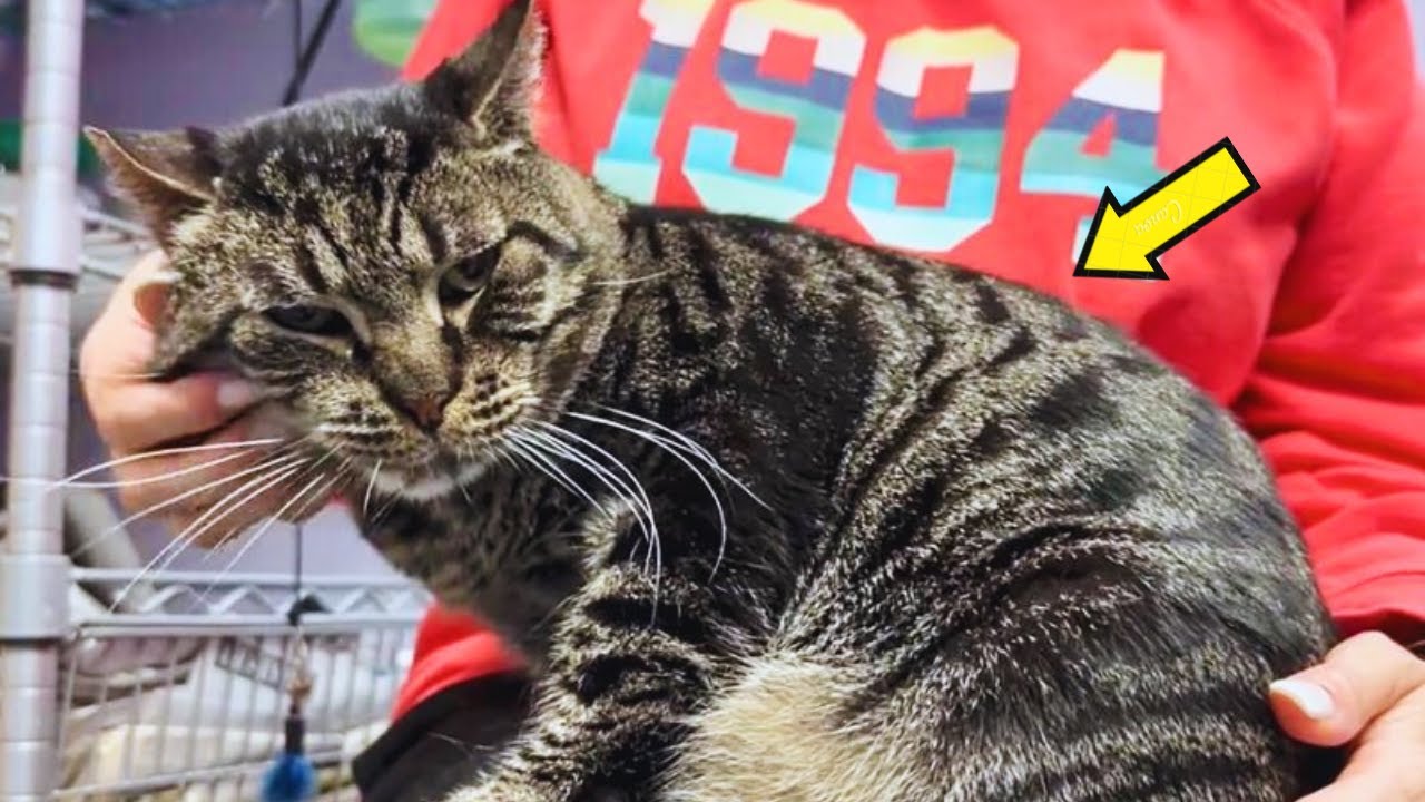 An overgrown cat on the wall of the shelter in the hot sun. The ...