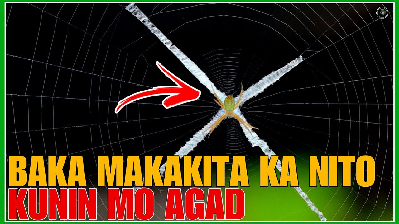 BAKA MAKAKITA KA NG GANITO SA MGA SAPOT NG GAGAMBA KUNIN MO AGAD MAY ...