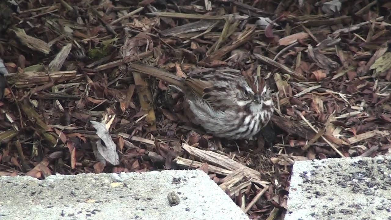 Song Sparrow Digging for Seed - YouTube