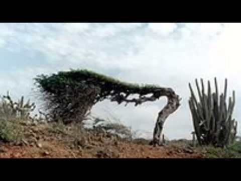 The Cay Chapter 12 - YouTube