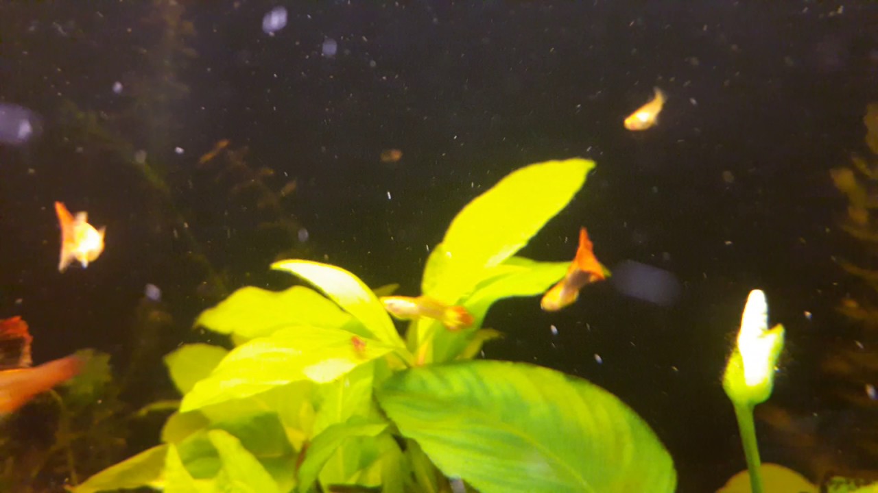 Alman Lepistes/ German Guppy - YouTube