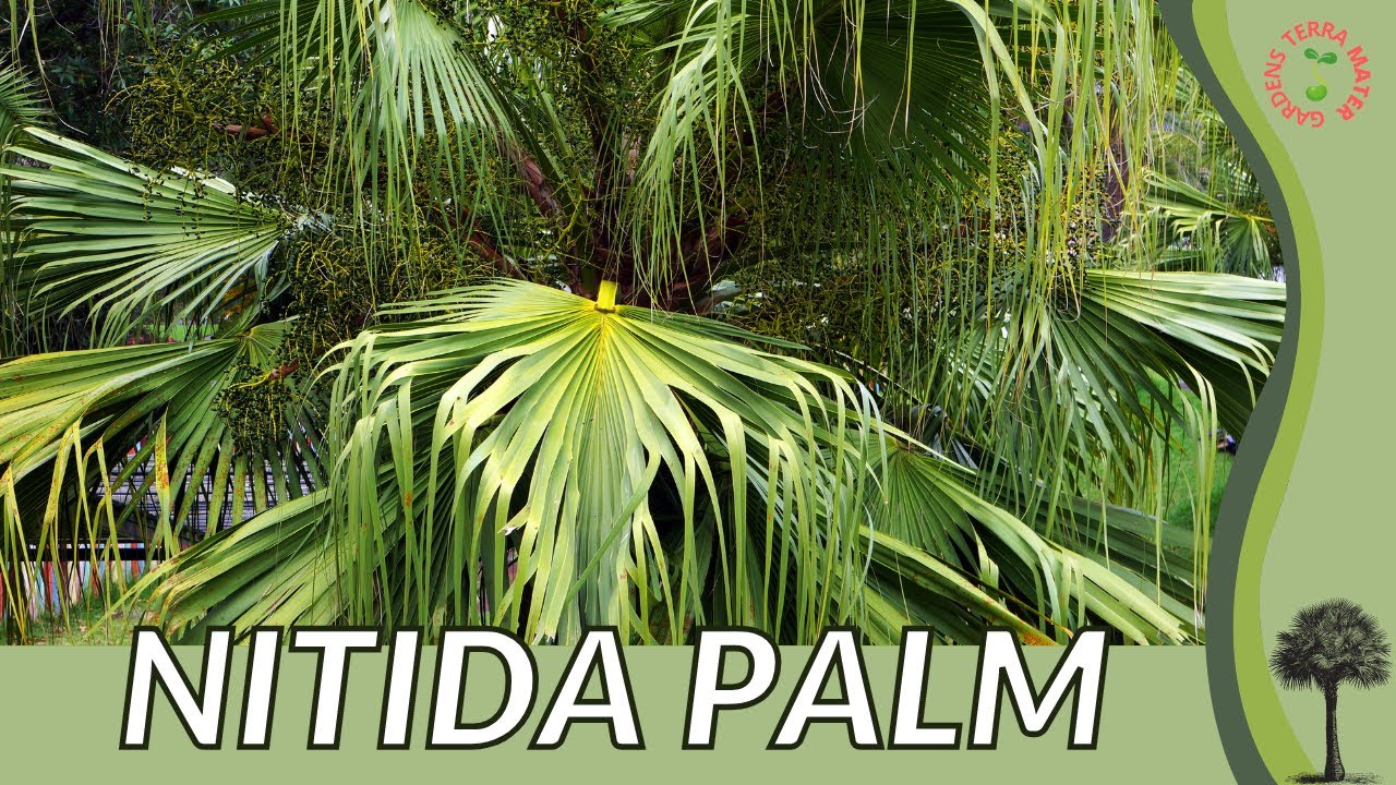 NITIDA PALM Information, Description & More! (Livistona nitida) - YouTube