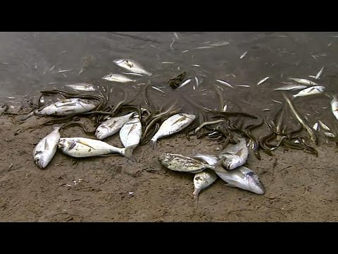 Desastre ecológico en el Mar Menor, donde han aparecido miles de peces muertos o moribundos