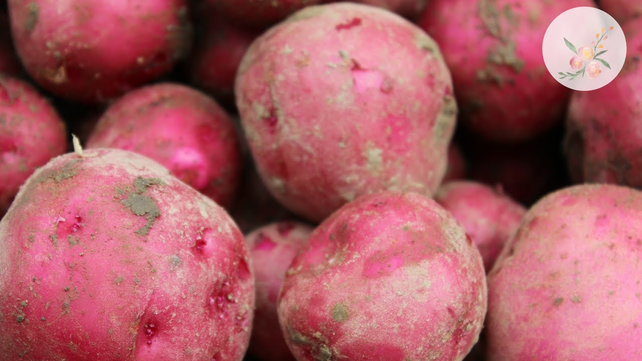 Potato Reveal! Two Months Early - Red Norland Potatoes Gardening for ...