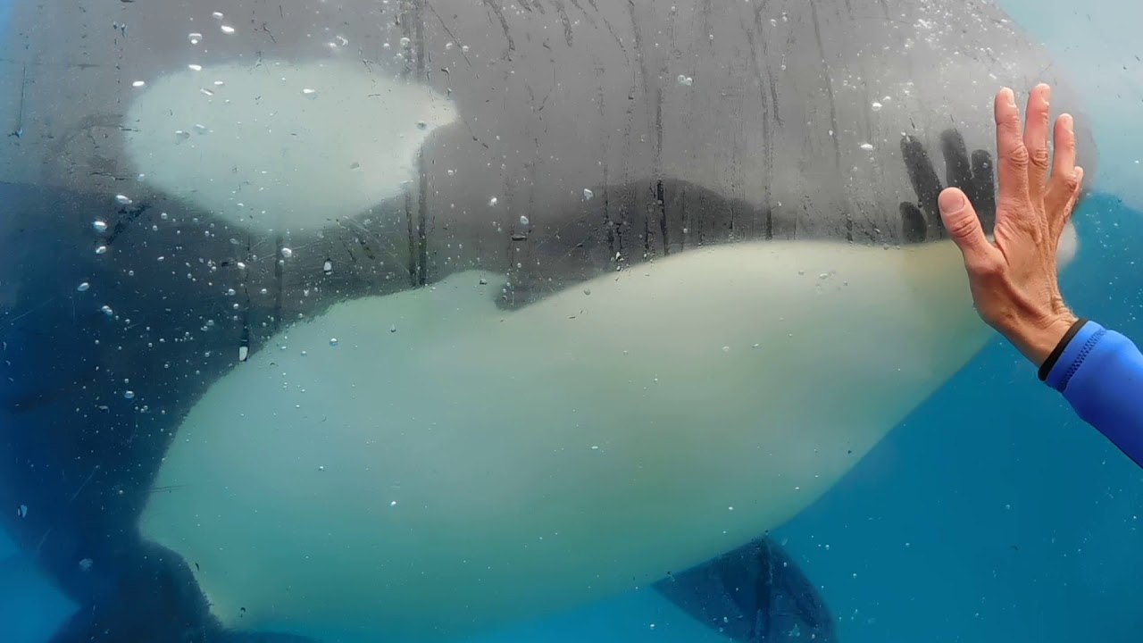 Corky Plays a Joke on Us, Up Close Pt 2 - Seaworld San Diego - July 17 ...