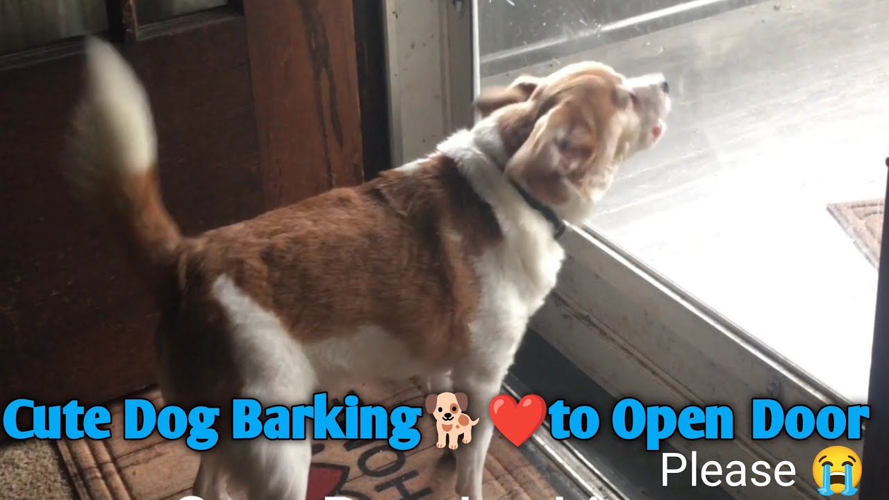 Dogs Barking to Open Door || Dogs Barking Sounds Compilation || Dog ...