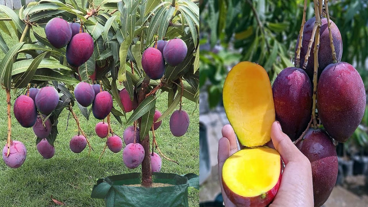 TERBONGKAR, RAHASIA Menanam MANGGA IRWIN dalam POT Cepat Berbuah ...