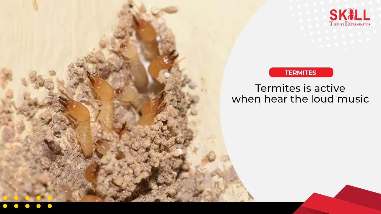 Termites Is Active When Hear The Loud Music 🎵 - YouTube