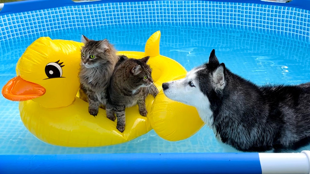 Husky Apple Hunt Turns into Duck Cruise - YouTube