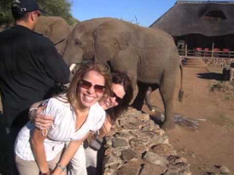 African elephant five legs - YouTube