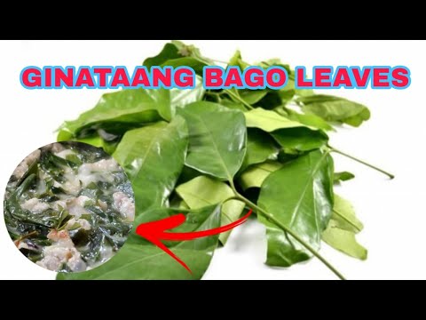 HOW TO COOK BAGO LEAVES WITH COCONUT MILK || PANOORIN || NELSON MONTESA ...