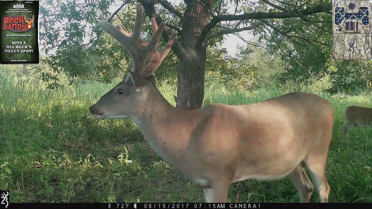 DEER CANDY PARTYTIME - YouTube