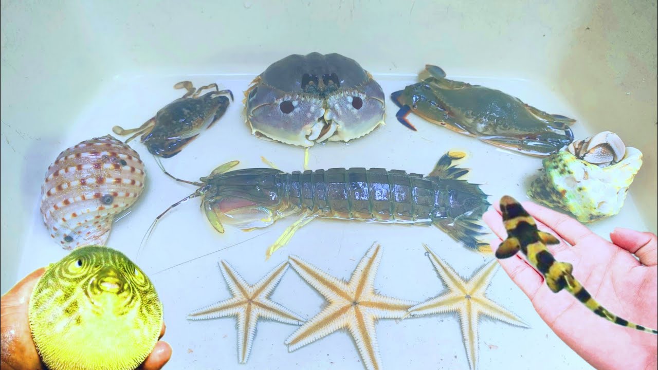 Seek and Find Starfish, Kelomang, Ikan Buntal, Kepiting, Keong, Siput ...