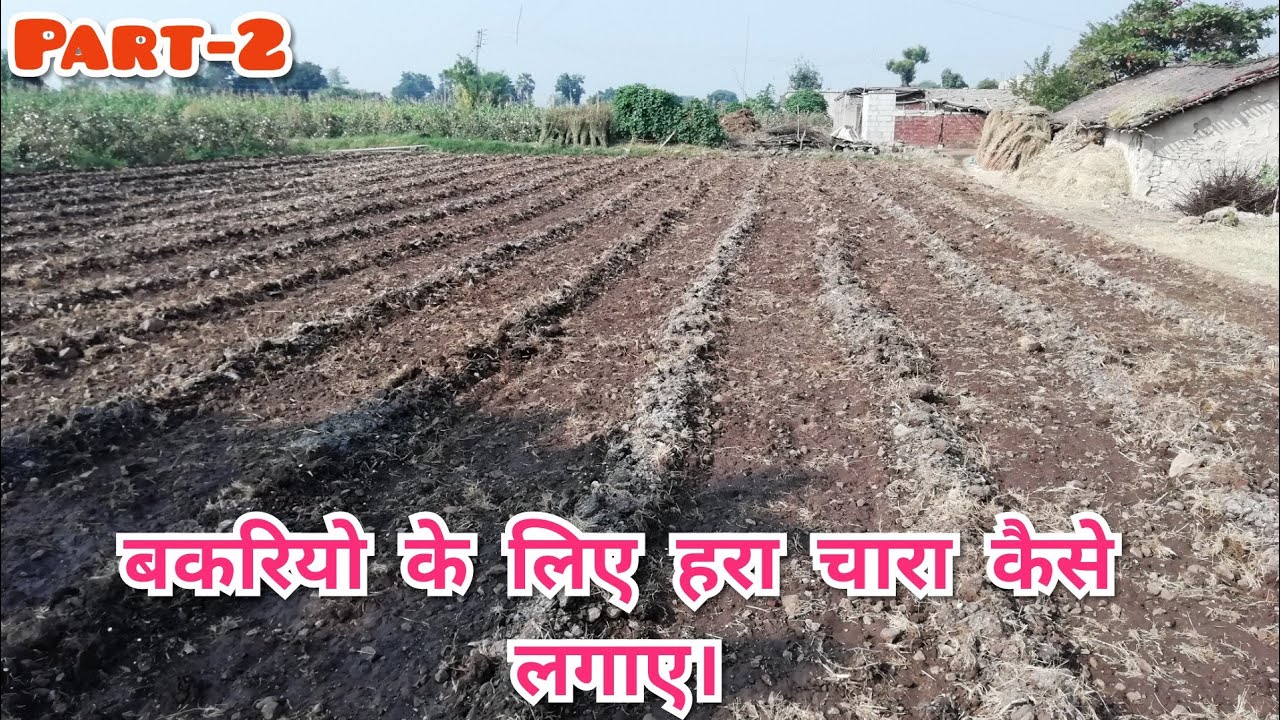 Part-2 Goat farming.. Green fodder Alfalfa for Goats with high protein ...