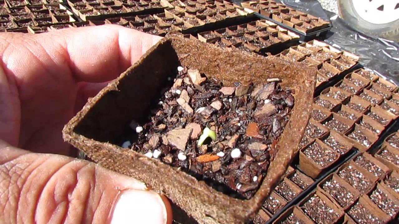 First Luffa Sprouts At Luffa Ranch- Easter 2014 - YouTube