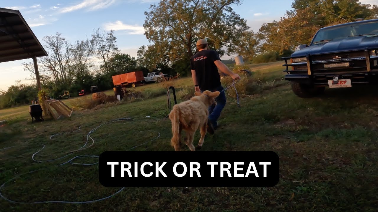WE TOOK OUR DWARF BULL TRICK OR TREATING - YouTube