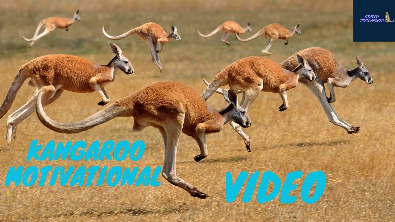 Kangaroo video | powerfull motivational video | - YouTube