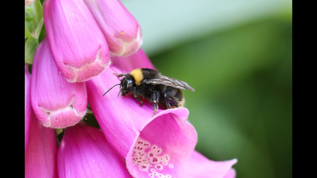 In the field: looking for bees in the pacific northwest and finding the ...