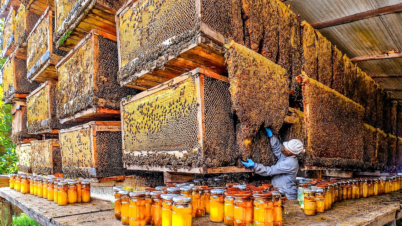 How Biggets Bee Farms Raise Billions Bees And Process Millions Tons Of Honey - Honey In Factory ...