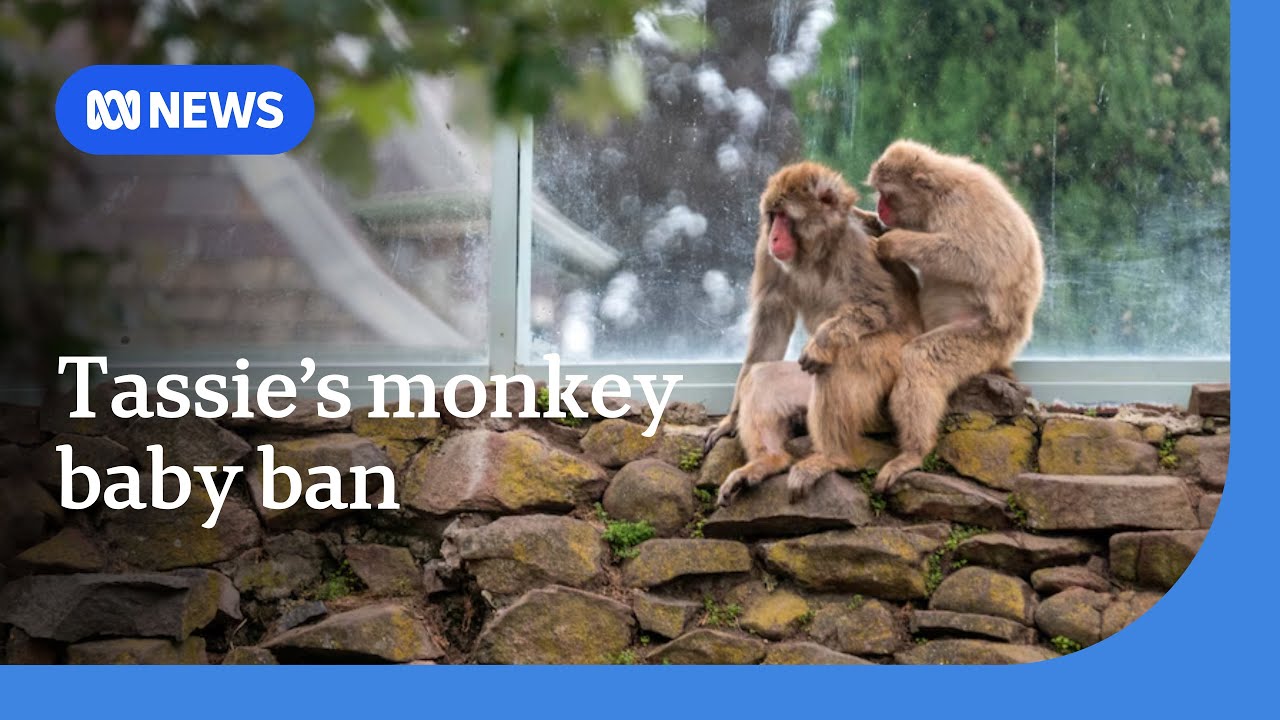 The vote to let beloved city park monkeys die out | ABC News - YouTube