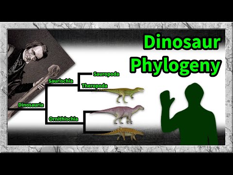Dinosaur Phylogeny