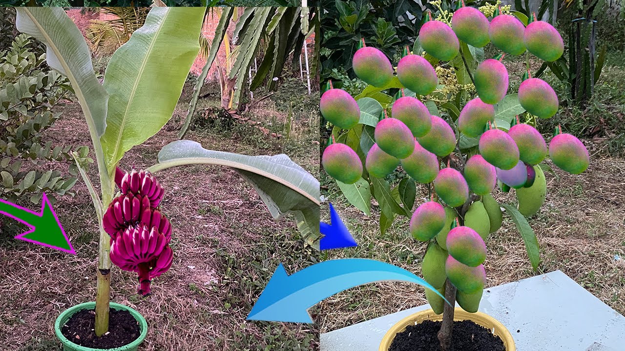 Grafting mango tree get a lot of mango fruit - how to grow mango get ...