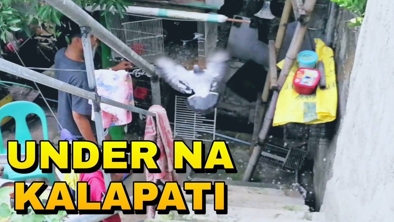 PAANO MAG PA UNDER NG KALAPATI | UNDER NA BARAKO (Easy lang pala ...