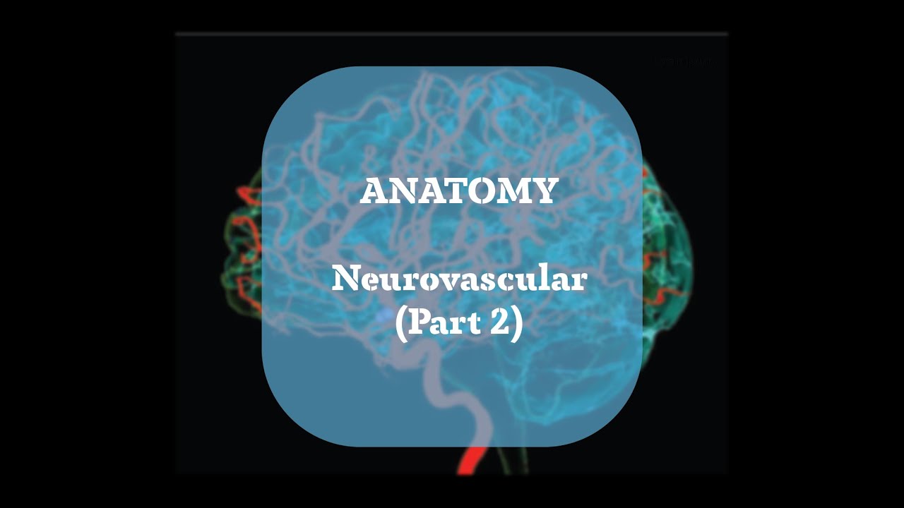 Neurosurgery Basics Lecture : Neurovascular Anatomy Part 2 - YouTube