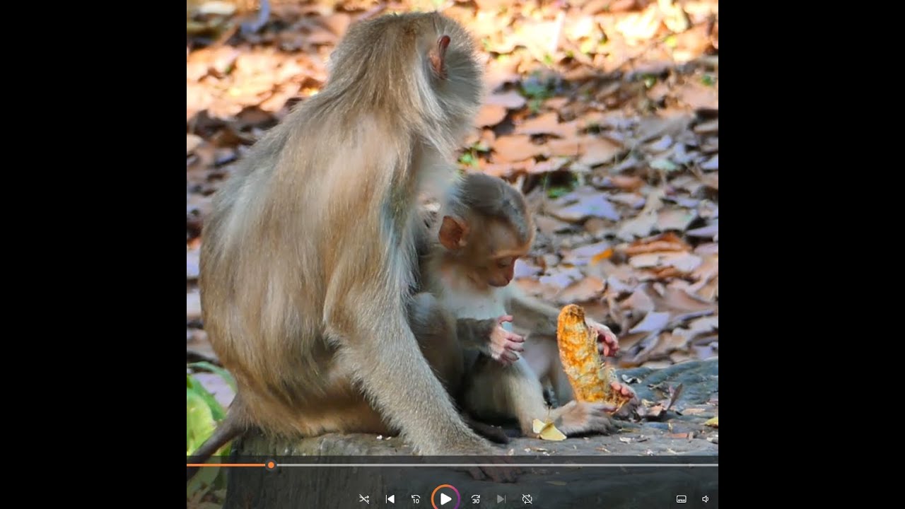What's At The Small Monkey's Feet? Cute Baby Monkey Checks For Mango ...