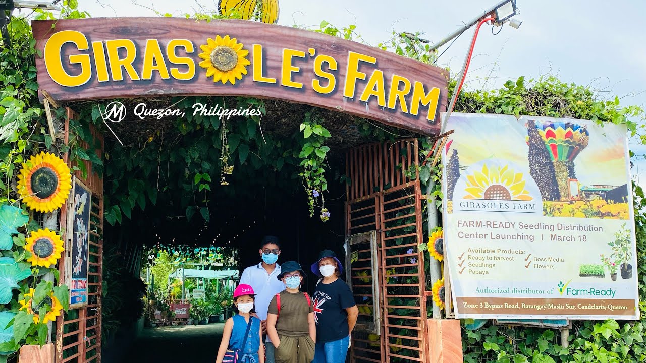 GIRASOLES FARM Candelaria 🌻- A Popular Flower Farm in Quezon ...
